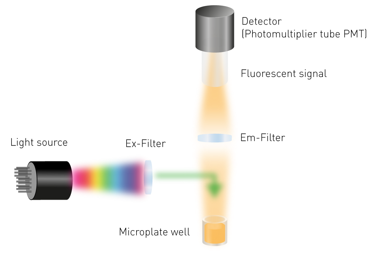 Fluorescence Intensity Measurements | BMG LABTECH